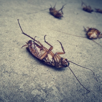 Do It Yourself Pest Control Store is a Pest Control Store in Myrtle ...