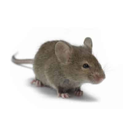 Do It Yourself Pest Control Store is a Pest Control Store in Myrtle ...